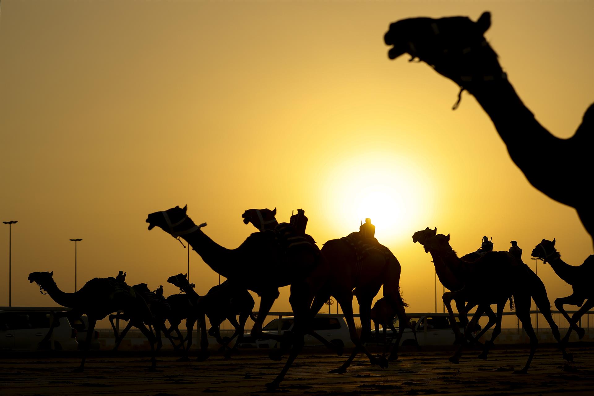Animales ancestrales y dónde encontrarlos en Qatar