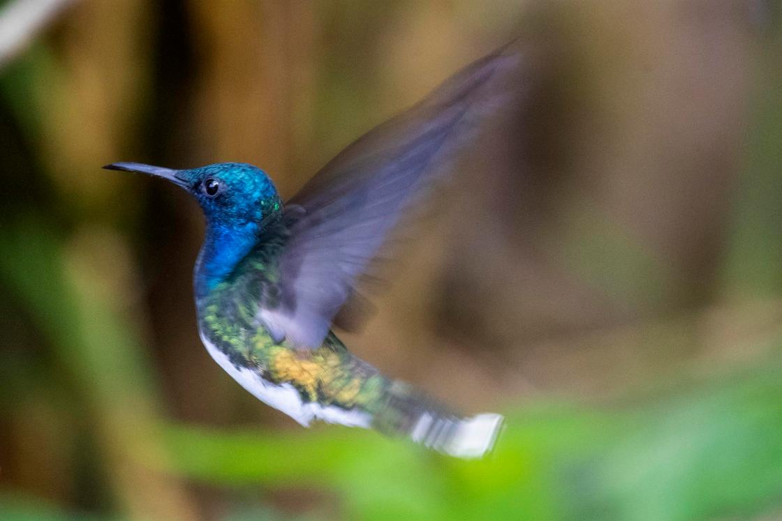 Del cóndor al colibrí: 542 aves hacen de Quito un paraíso del ...