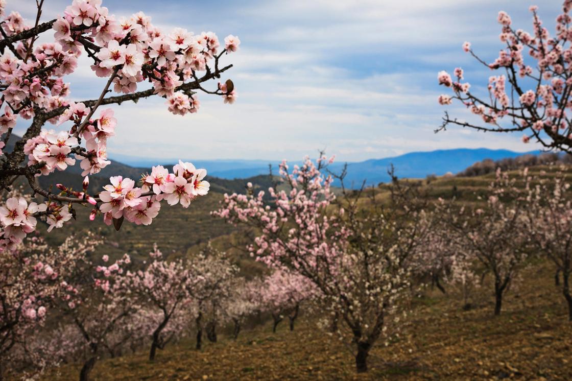 Los almendros en flor, un potente atractivo para conocer el Duero y el ...