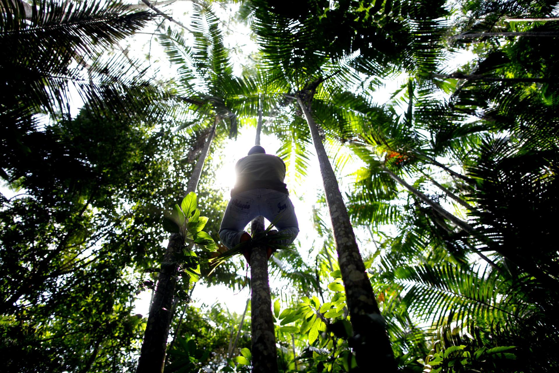Mining threatens 33% of Amazon Basin's intact forests, report says ...