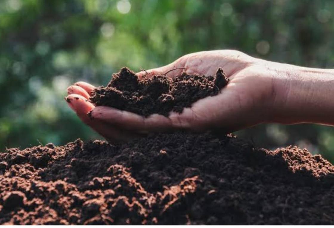 Biochar tiene potencial remoción 6% de emisiones globales de Co2