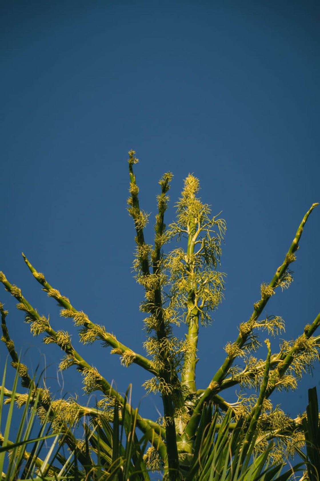 Florece La Primera Palma Talipot En México
