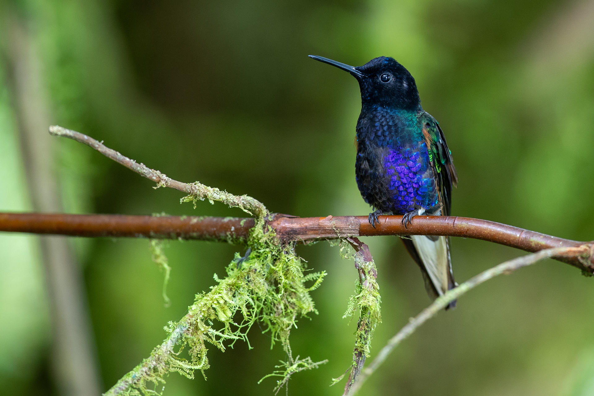 Cóndores, colibríes y tucanes en Quito: la meca del 'birdwatching'