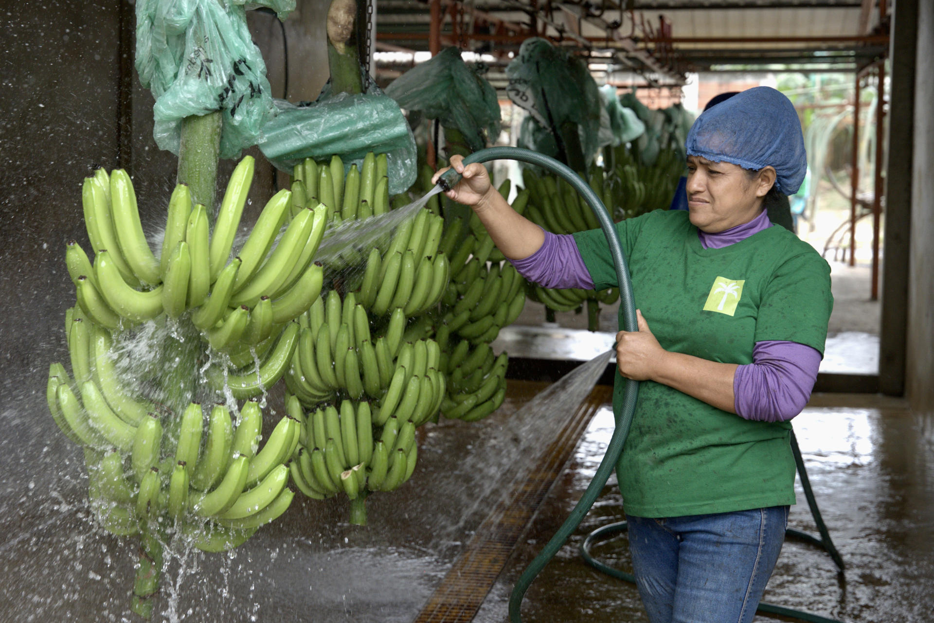 'Safe Farms': protecting Ecuador's bananas for export - EFE Comunica