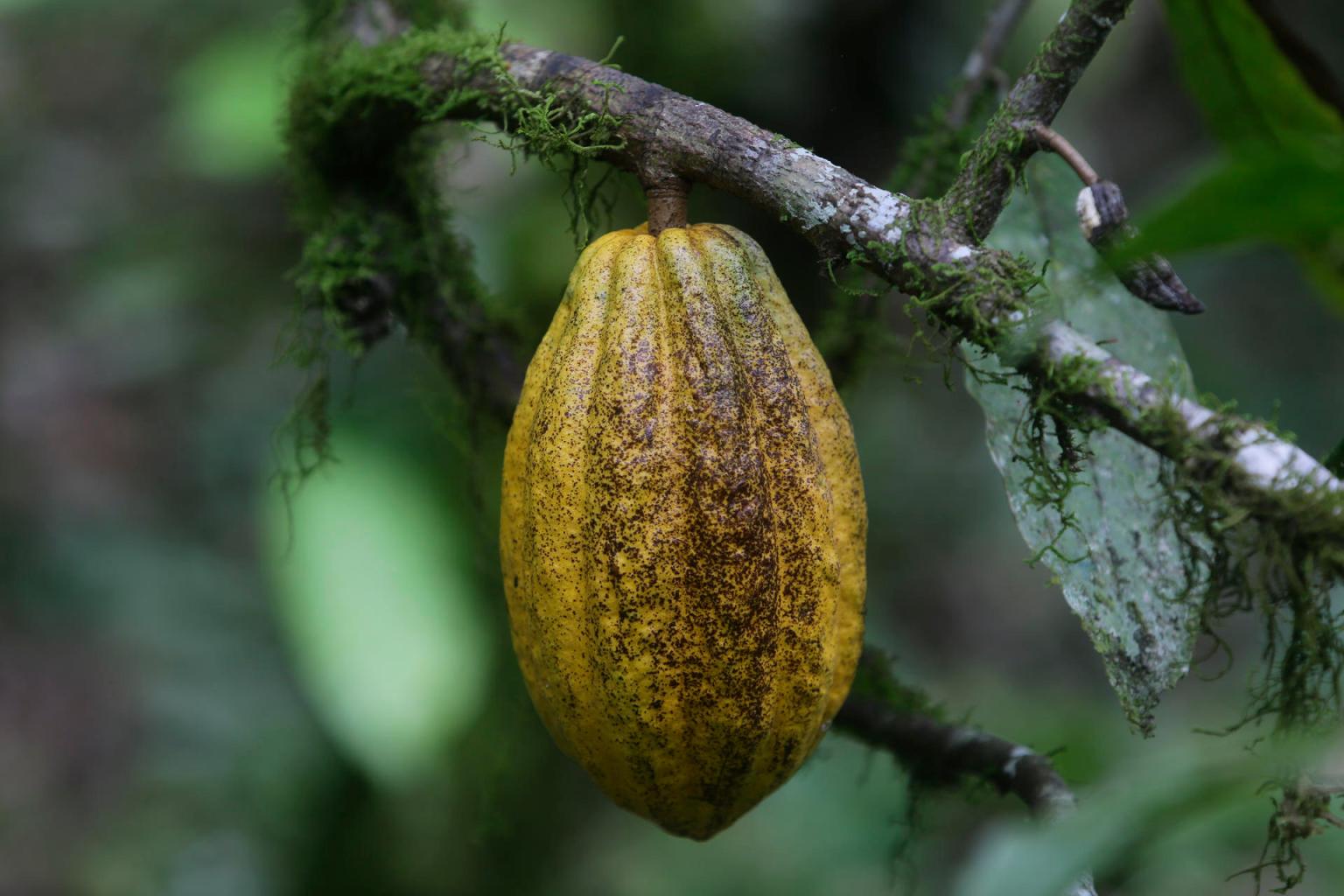 Örebä, el chocolate de los indígenas panameños que «maravilla» al ...