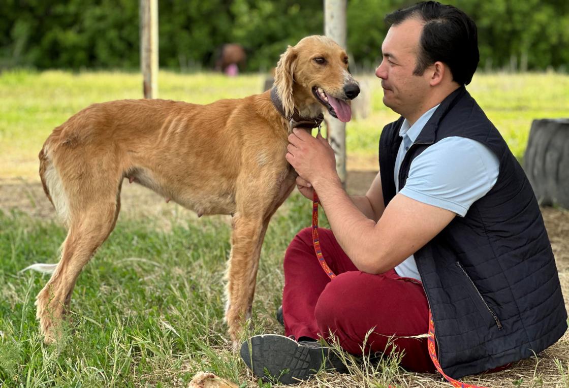 Kazakhstan revives the Tazy, the ancient greyhound